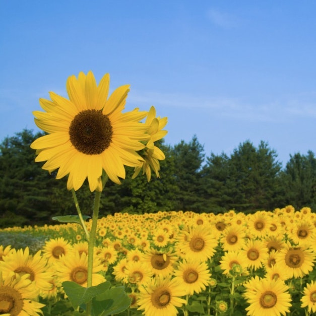 10 Ways to Become a Star Team Player - Learning to Excel in a Team