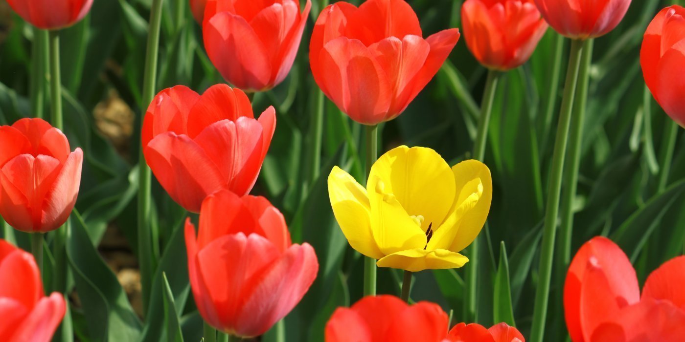 4 Steps to Find Your Unique Selling Proposition - USP Analysis