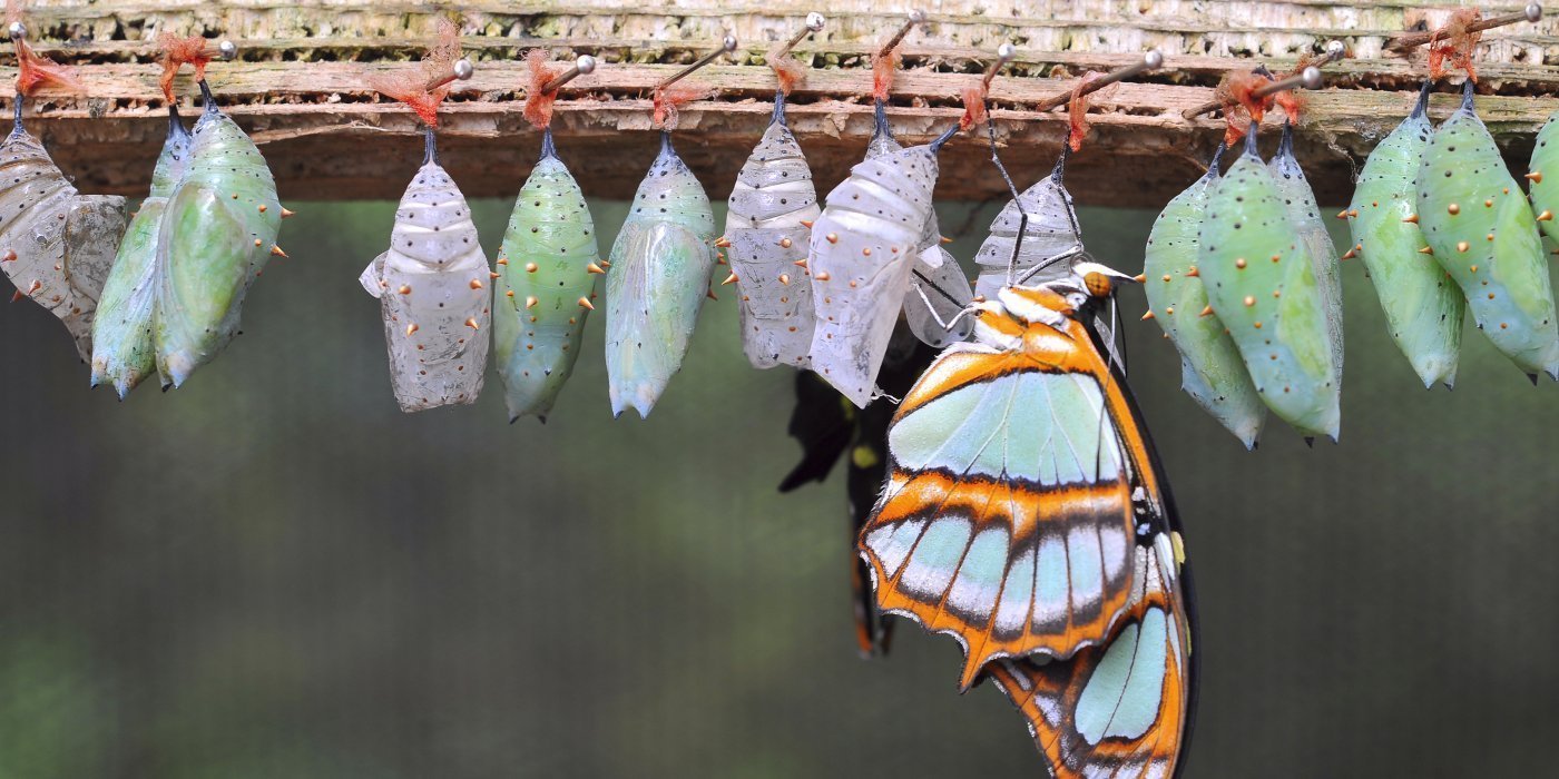 Adizes' Corporate Lifecycle - Identifying the Patterns of Growth and ...