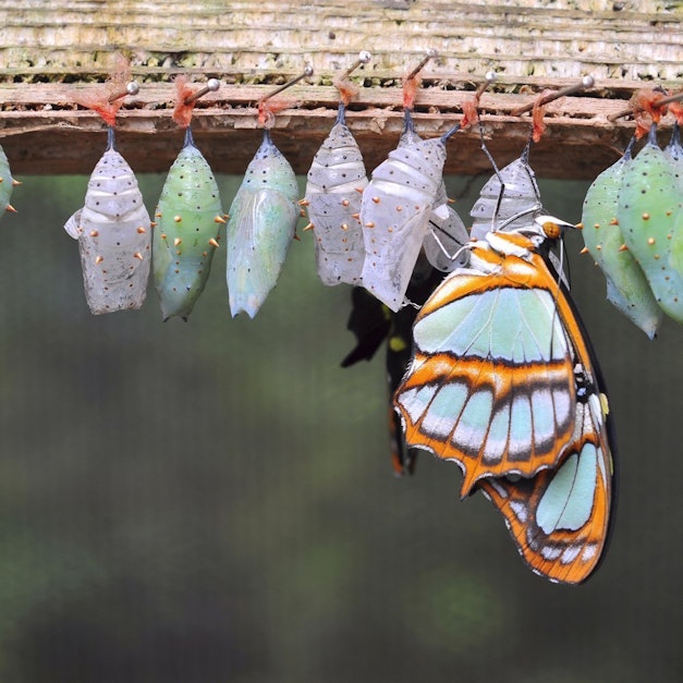 Adizes' Corporate Lifecycle - Identifying the Patterns of Growth and ...