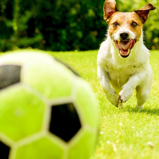 Alive at Work: The Neuroscience of Helping Your People Love What They ...