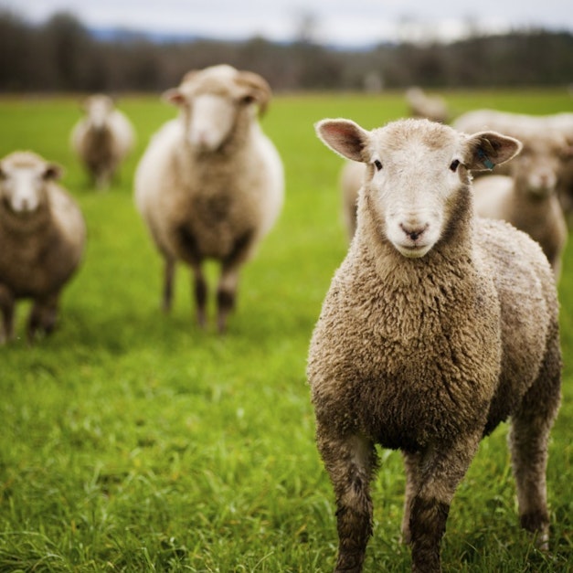 Avoiding Groupthink - Avoiding Fatal Flaws in Group Decision Making