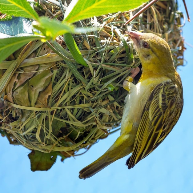 Broaden and Build Theory - Using Positive Emotions to Build Success