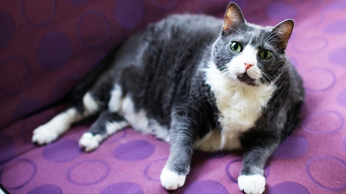Fat Cats Restaurant: a Strategy Case Study