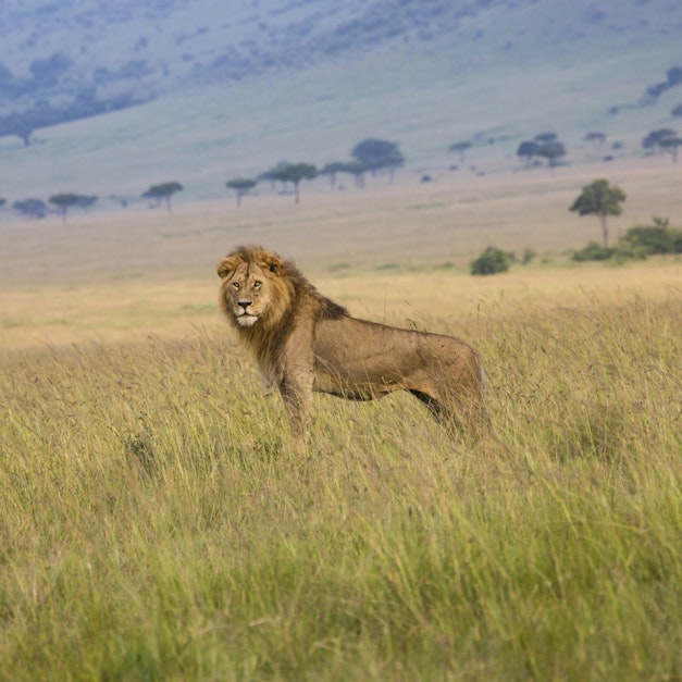 Fierce Leadership - Susan Scott