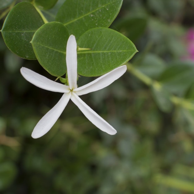 Five Star Service: How to Deliver Exceptional Customer Service ...