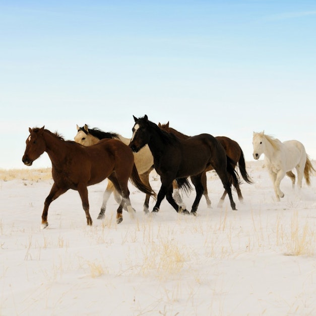 Followership: How Followers Are Creating Change and Changing Leaders ...