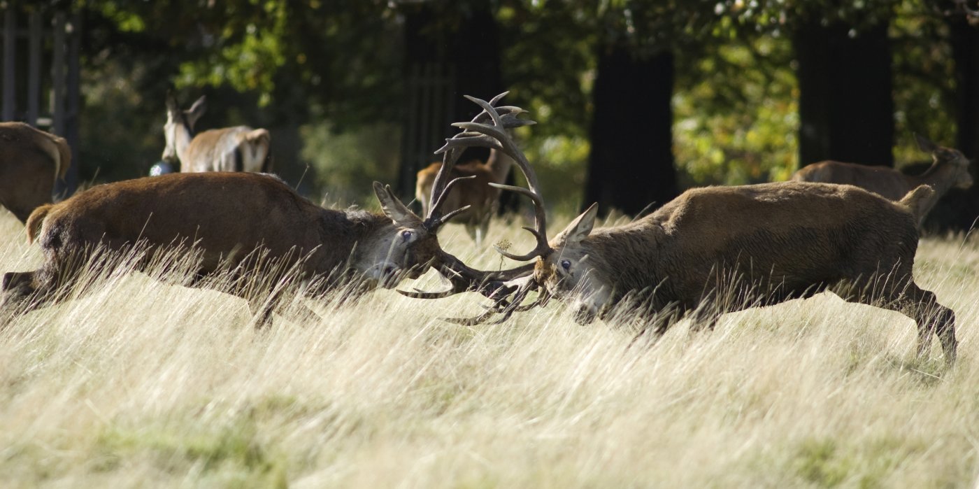 Hartnett's Consensus-Oriented Decision-Making Model - Developing ...