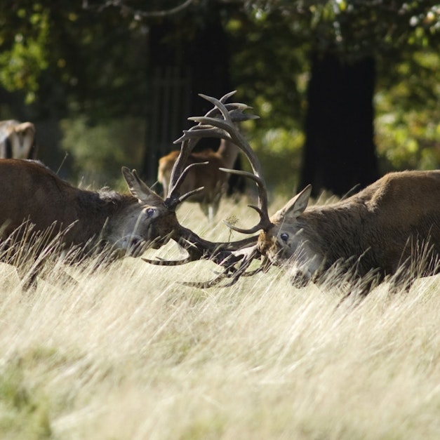 Hartnett's Consensus-Oriented Decision-Making Model - Developing ...