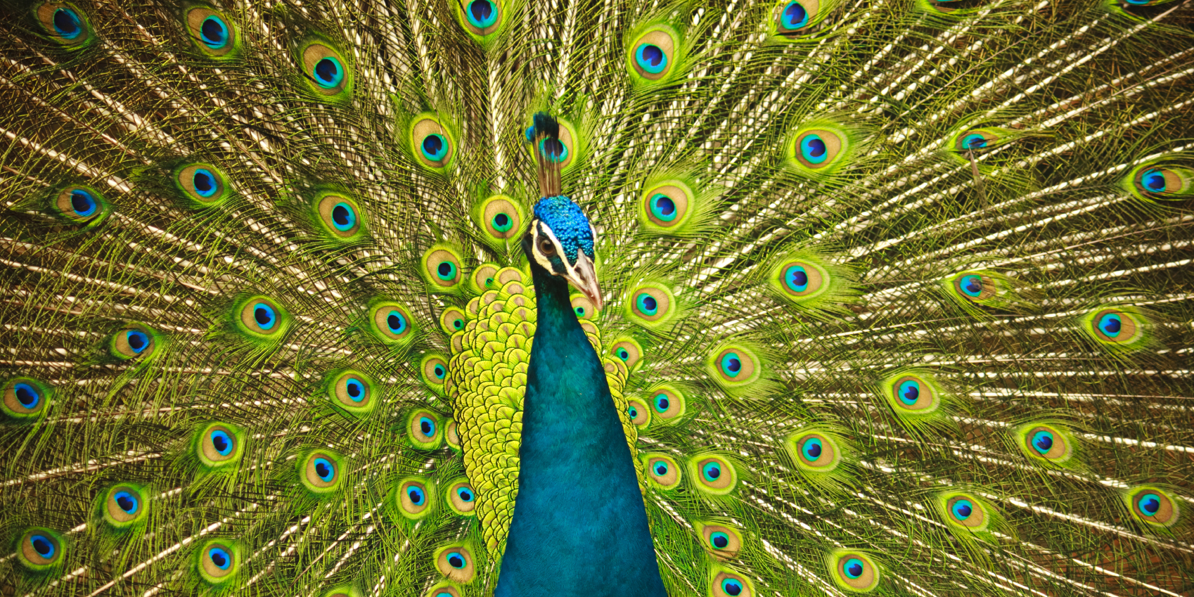 Intentional Change Theory