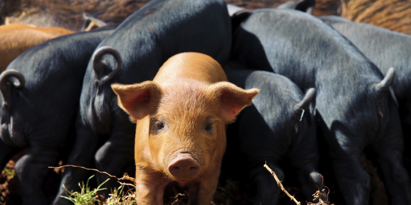 Kapferer's Brand Identity Prism - Identifying Your Brand's Voice