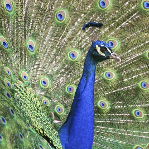 Miles and Snow's Organizational Strategies - Aligning Organizational ...