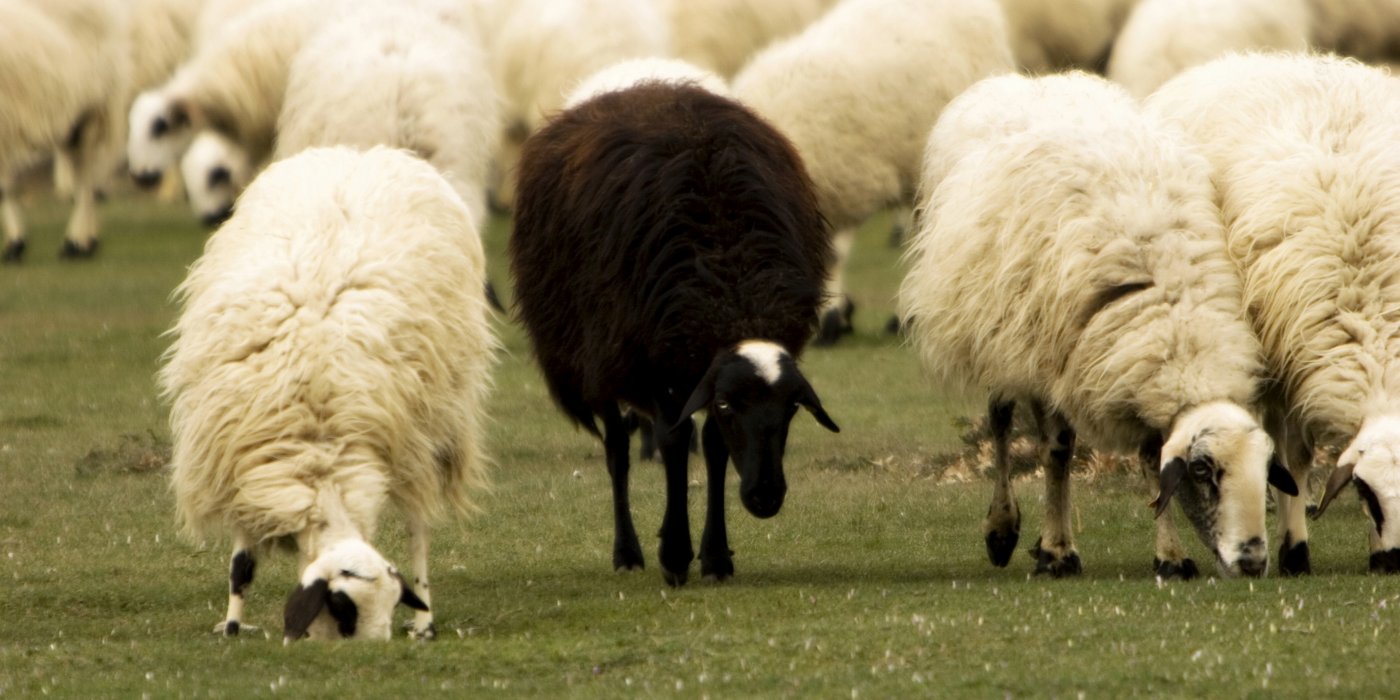 Minority Influence Strategy - Changing People's Minds... Despite the Odds