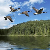 Avoiding Groupthink - Avoiding Fatal Flaws in Group Decision Making