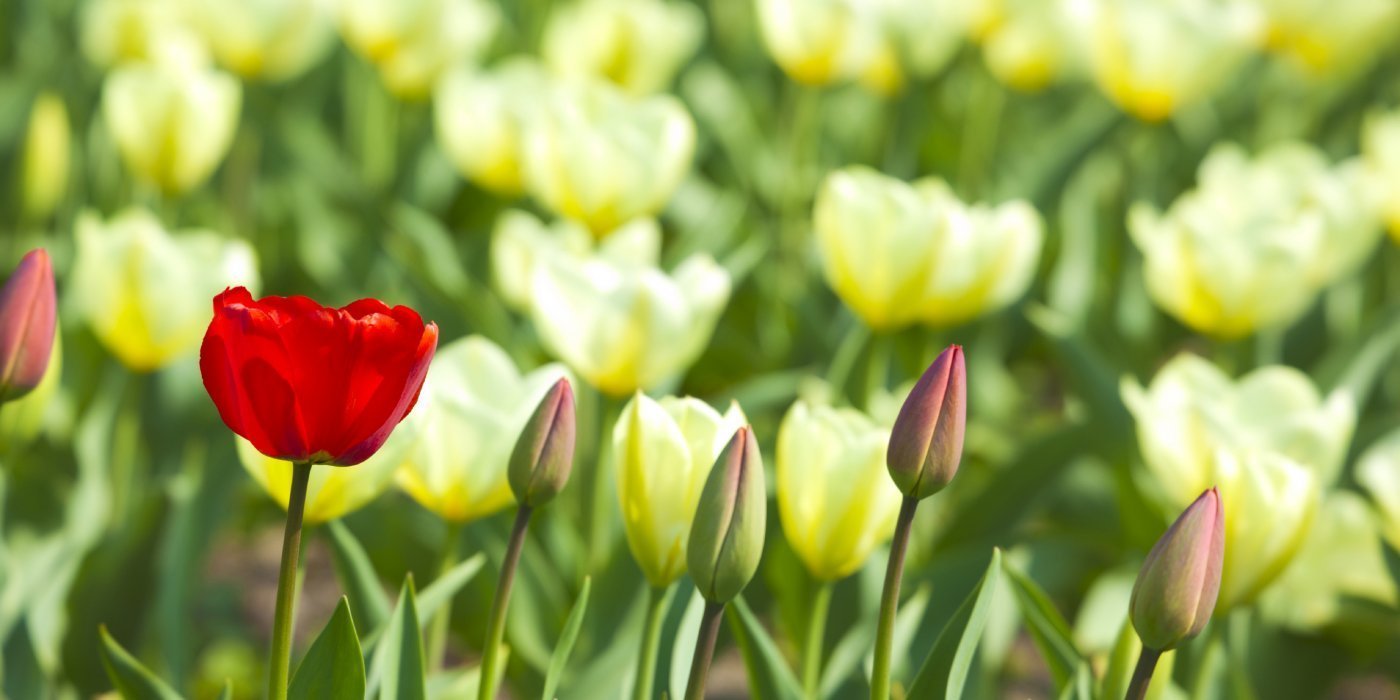 Promotion Selection Panels - Creating a Great Impression for Everyone