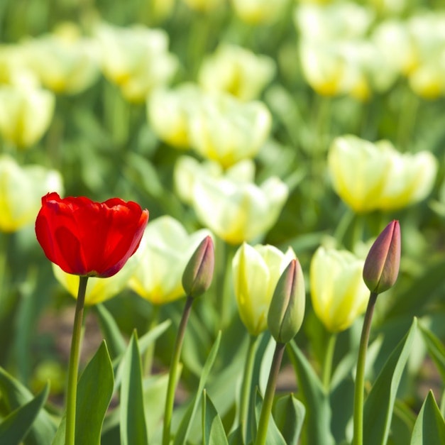 Promotion Selection Panels - Creating a Great Impression for Everyone