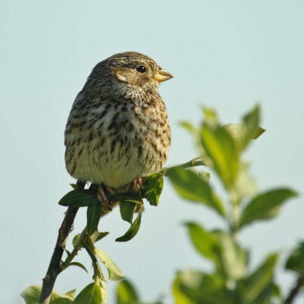 Questioning Techniques - Asking Questions Effectively