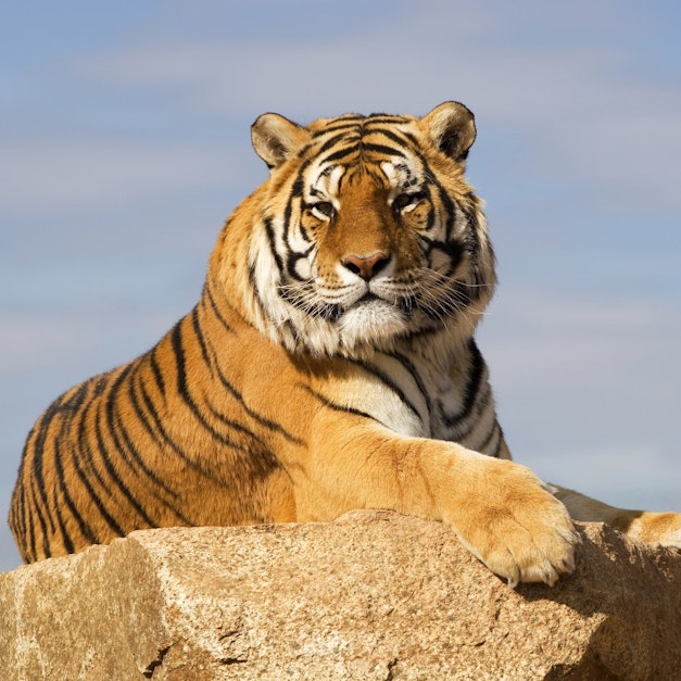 Riding the Indian Tiger - William Nobrega and Ashish Sinha