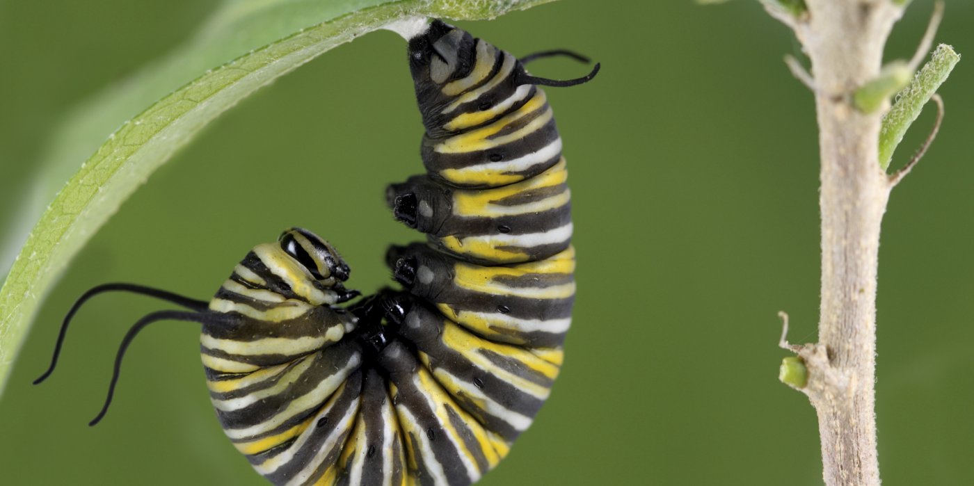 Rolestorming - Improving Group Brainstorming