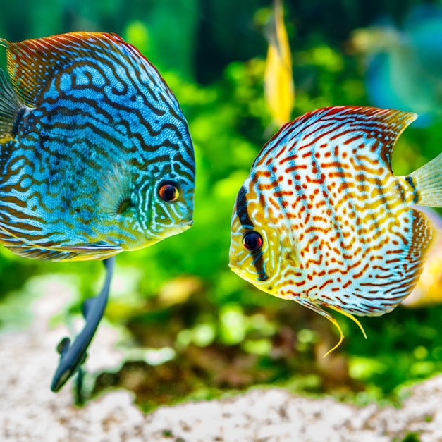 Stop Decorating the Fish - Kristen Cox