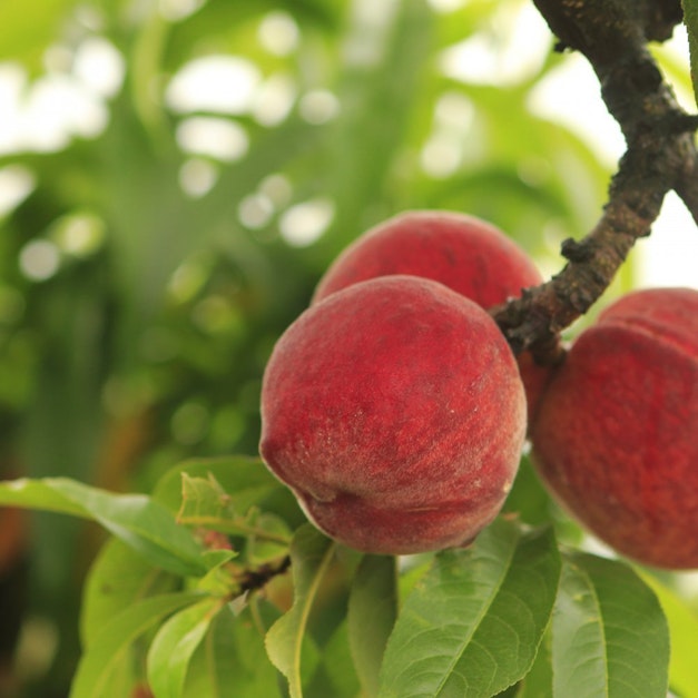 The Boston Matrix - Focusing Effort to Give the Greatest Returns