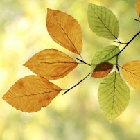 Beckhard and Harris' Change Equation - Overcoming Resistance to Change