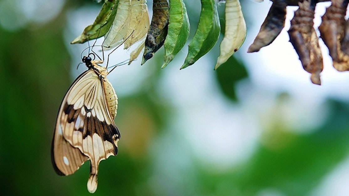 The Five Whys of Identifying Change