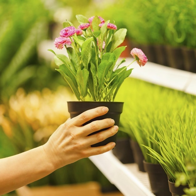 Understanding Growth With the Greiner Curve