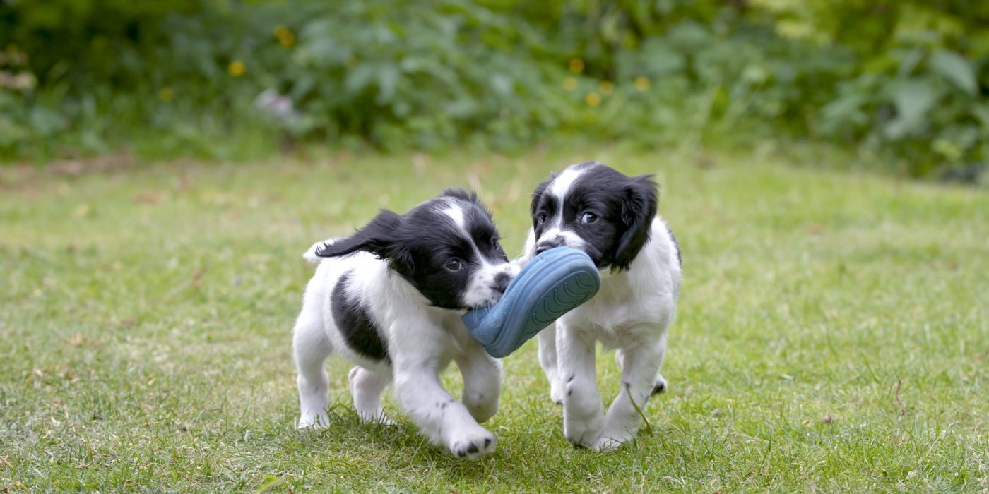 The Margerison-McCann Team Management Profile - Organizing Teams for ...