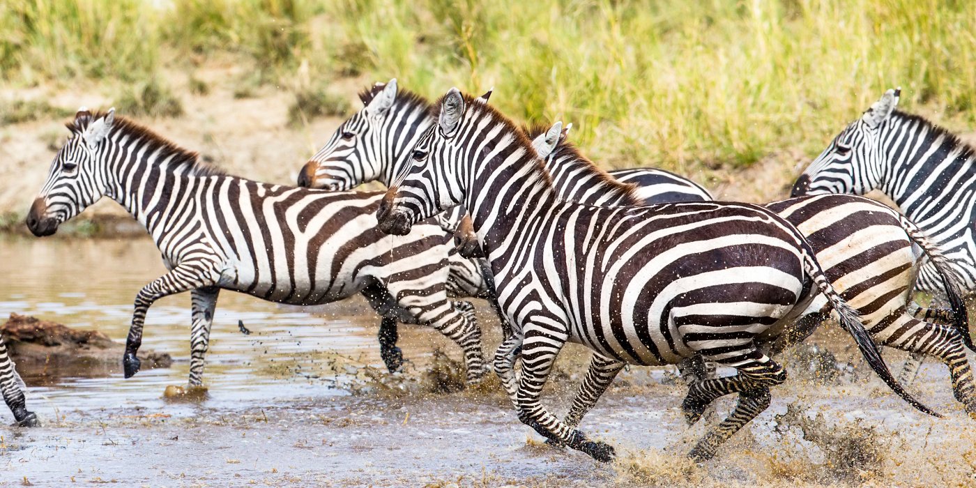 The PAEI Model - Developing Your Management Team's Roles