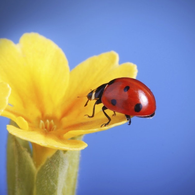 The Power of Small: Why Little Things Make All the Difference - Linda ...