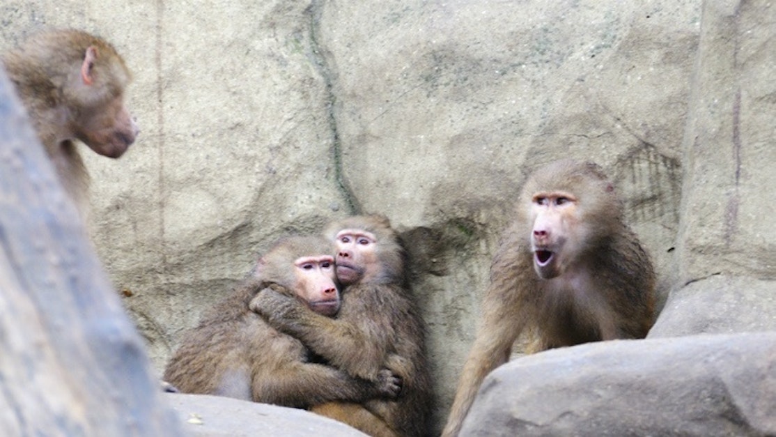 The Psychology of Groups and What it Means in the Workplace