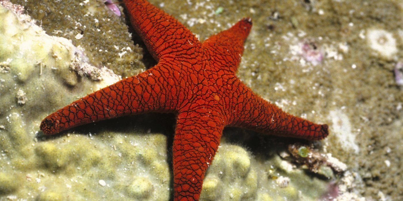 The RATER Model - Five Ways to Measure Service