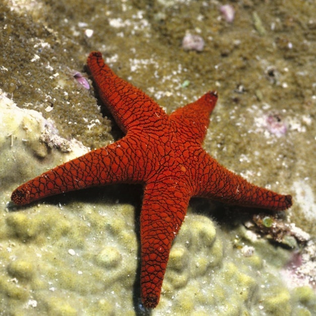 The RATER Model - Five Ways to Measure Service