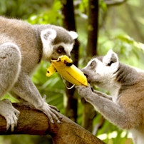 The Conflict Layer Model - Clarifying Needs During Negotiations