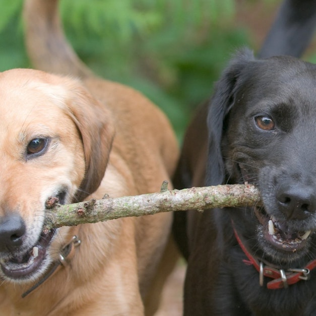 Working With Rivals - Keeping Your Integrity While Protecting Your ...
